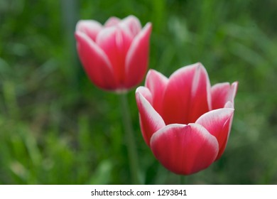 Two Tulips Stock Photo 1293841 | Shutterstock