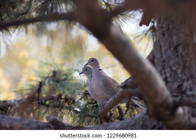 Two Turtle Doves Stock Photo 1229680981 | Shutterstock