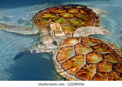Two Turtles Stock Photo 122289556 | Shutterstock