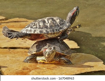 6,561 Two turtles Images, Stock Photos & Vectors | Shutterstock
