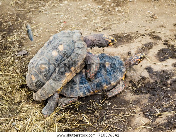 Two Turtles Mating One Mounting Another Stock Photo 710396542 ...