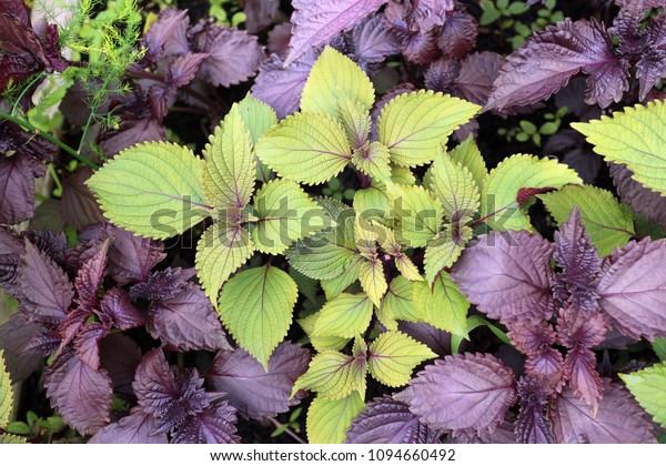 Two Type Perilla Leaf Garden Stock Photo (Edit Now) 1094660492