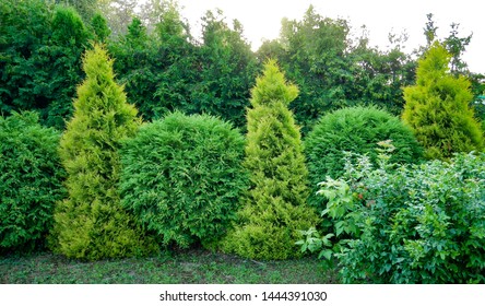 3,368 Thuja fence Images, Stock Photos & Vectors | Shutterstock