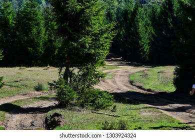 Two Ways Pine Tree Forest Stock Photo 1303924324 | Shutterstock