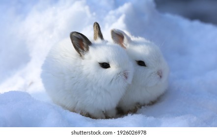 14,330 Snow white rabbit Images, Stock Photos & Vectors | Shutterstock