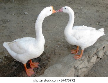 Two White Duck Stock Photo 67475992 | Shutterstock