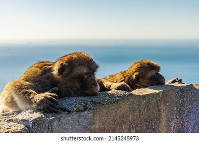 611 Monkey sunbathing Images, Stock Photos & Vectors | Shutterstock