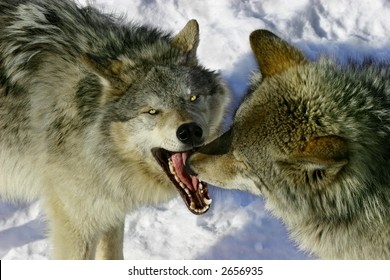 Two Wolves Fighting Stock Photo (Edit Now) 2656935