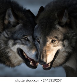 Two Wolves Fighting One Dark Other AI-generated image 2374284435 ...