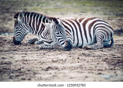 Two Zebra Lying Down Stock Photo 1250932783 | Shutterstock