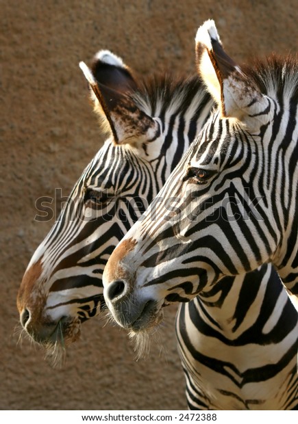 Two Zebras Stock Photo 2472388 | Shutterstock