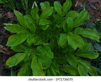 5 Sooran Images, Stock Photos & Vectors | Shutterstock