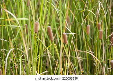 39 Typha orientalis Images, Stock Photos & Vectors | Shutterstock