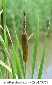 Typha Orientalis Stock Photo 293473763 | Shutterstock