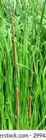 39 Typha orientalis Images, Stock Photos & Vectors | Shutterstock