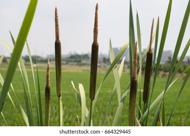 39 Typha orientalis Images, Stock Photos & Vectors | Shutterstock