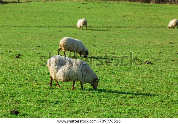 Typical Basque Landscape Between Mountains Animals Stock Photo ...