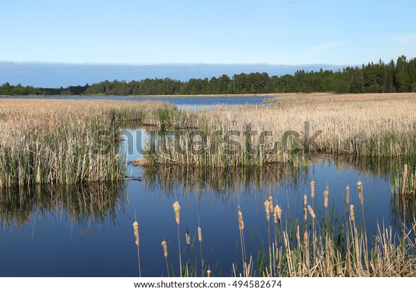 Typical Cattail Marsh Stock Photo (Edit Now) 494582674