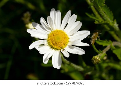 Typical Structure Composite Daisy Type Flower Stock Photo 1997874395 ...