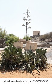 182 Uae cactus Images, Stock Photos & Vectors | Shutterstock