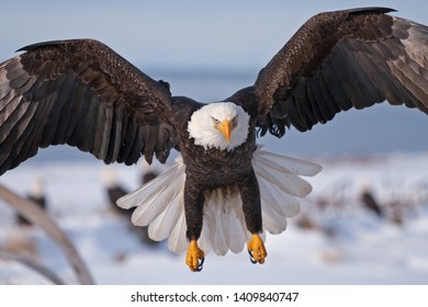 Ultimate Eagle Freedom Stock Photo 1409840747 | Shutterstock