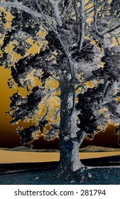 Umber Tree Stock Photo 281794 | Shutterstock