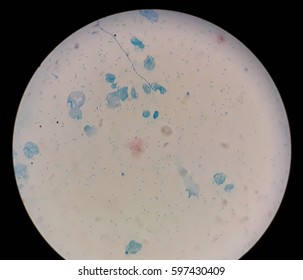 Fluorescent Bacteria Uv Light Lab Test Foto Stok 417376135 | Shutterstock