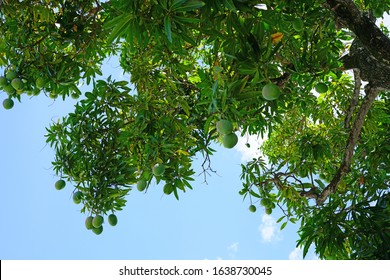 Under Branches Mango Tree Stock Photo 1638730045 | Shutterstock