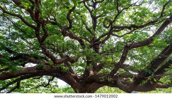 Under Canopy Monkey Pod Tree Stock Photo (Edit Now) 1479012002