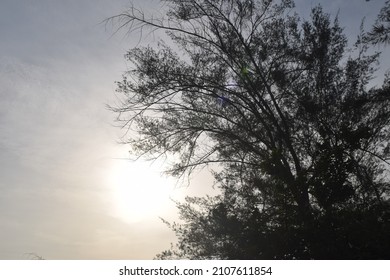Under Shade Pine Tree Stock Photo 2107611854 | Shutterstock