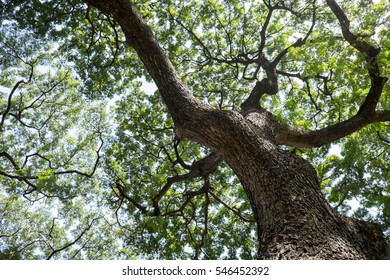 Under Tree Forest Stock Photo 546452392 | Shutterstock