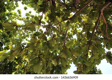 665 Green Shad Images, Stock Photos & Vectors | Shutterstock