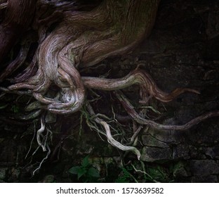 2,637 imágenes de Gnarled root - Imágenes, fotos y vectores de stock ...