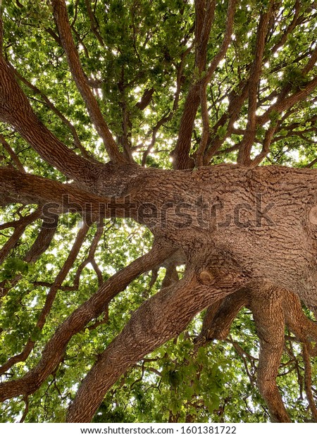 Underneath Canopy Massive Oak Tree Stock Photo 1601381722 | Shutterstock