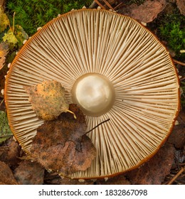 326 Toadstool underside Images, Stock Photos & Vectors | Shutterstock