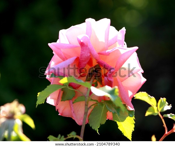 Underside Pink Rose Flower Stock Photo 2104789340 | Shutterstock