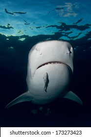 Underside Tiger Shark Stock Photo 173273423 | Shutterstock