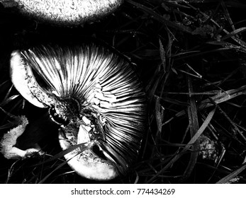 326 Toadstool underside Images, Stock Photos & Vectors | Shutterstock