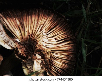 326 Toadstool underside Images, Stock Photos & Vectors | Shutterstock