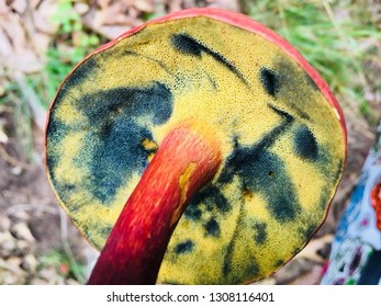 84 Red pored bolete Images, Stock Photos & Vectors | Shutterstock