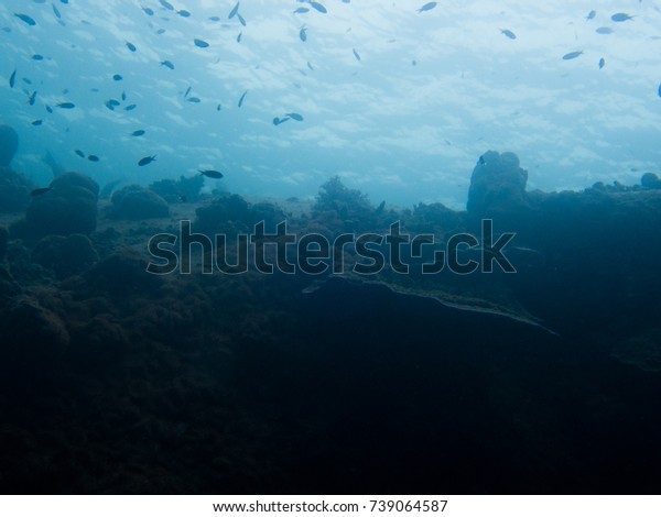 Underwater Cliff Stock Photo 739064587 | Shutterstock
