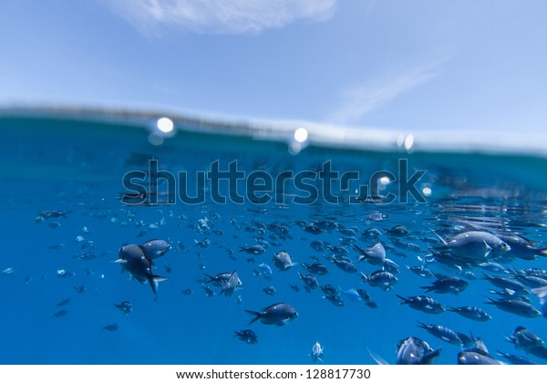 Underwater Fish Split View Between Ocean Stock Photo 128817730 ...