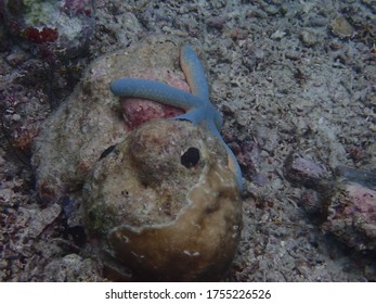 Underwater Objects Under Sea Stock Photo 1755226526 | Shutterstock
