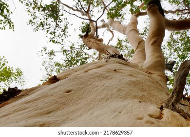 88,208 Unique beautiful tree Images, Stock Photos & Vectors | Shutterstock