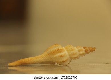 Unique Conch Shells Closeup Stock Photo 1772025707 | Shutterstock