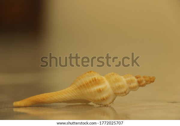Unique Conch Shells Closeup Stock Photo 1772025707 | Shutterstock