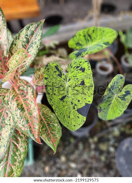 Unique Leaf Pattern Tropical Aroid Houseplant Stock Photo 2199129575 ...