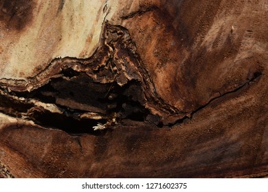 Unique Shape Cross Section Mango Tree Stock Photo 1271602375 | Shutterstock