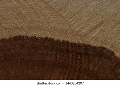 238 Angsana Tree Images, Stock Photos & Vectors | Shutterstock