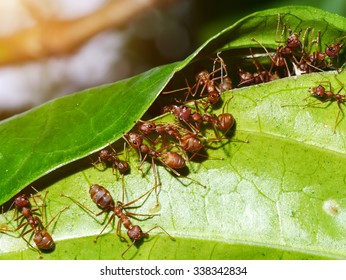 Ants Moving Big Object Food Stock Photo 332103686 | Shutterstock